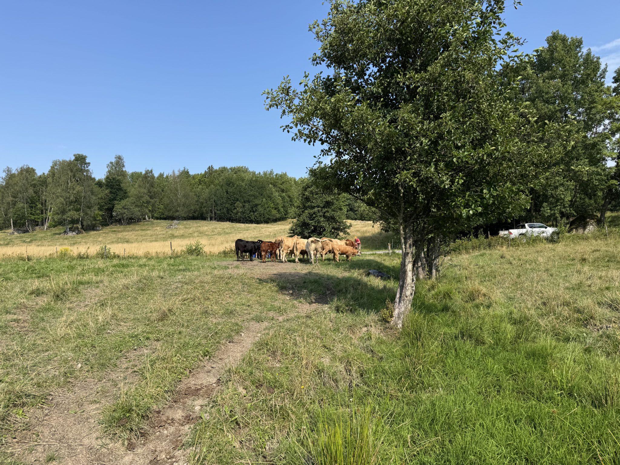 Abbotnäs säteri | Snart i mål med veteskörden, men mycket annat har ...