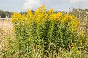 Det gröna guldet | Kanadensiskt gullris - en invasiv art som vi måste ...