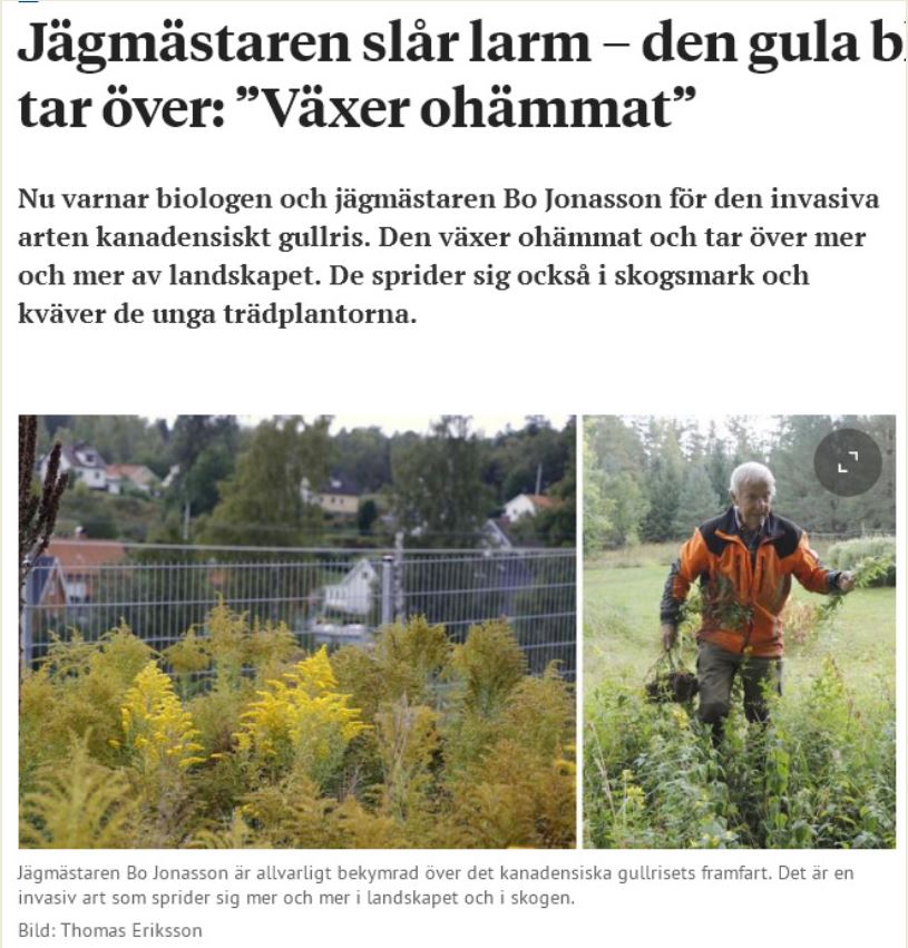 Det gröna guldet | Kanadensiskt gullris - en invasiv art som vi måste ...