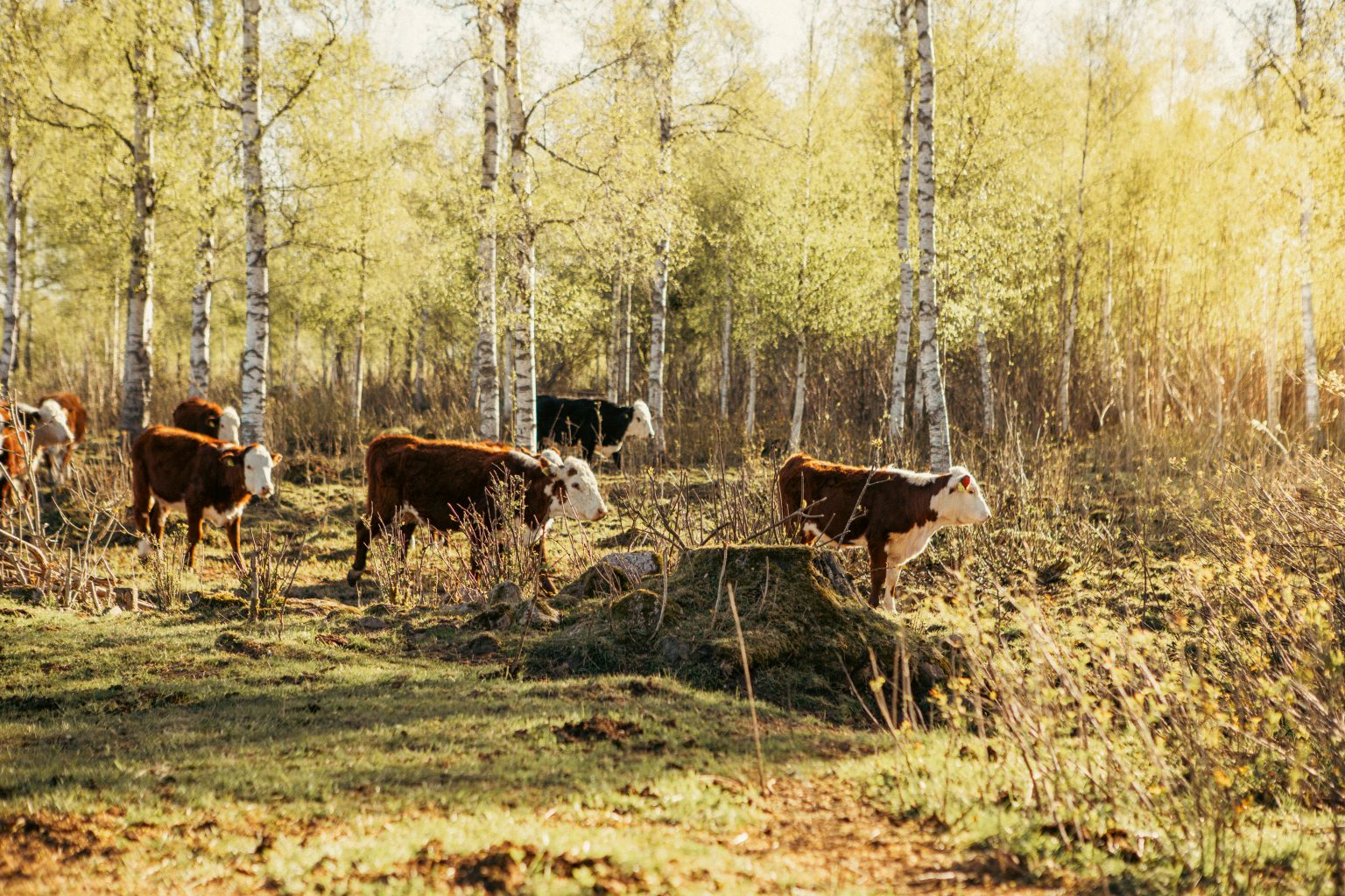 Gudhems gamla prästgård | Vi går i väntans tider! | ATL