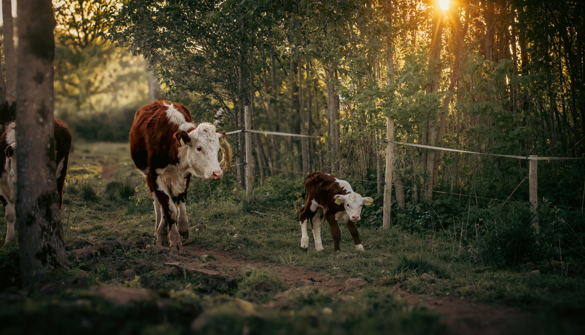 Gudhems gamla prästgård | KO-lossalt mycket Ko-snack! | ATL